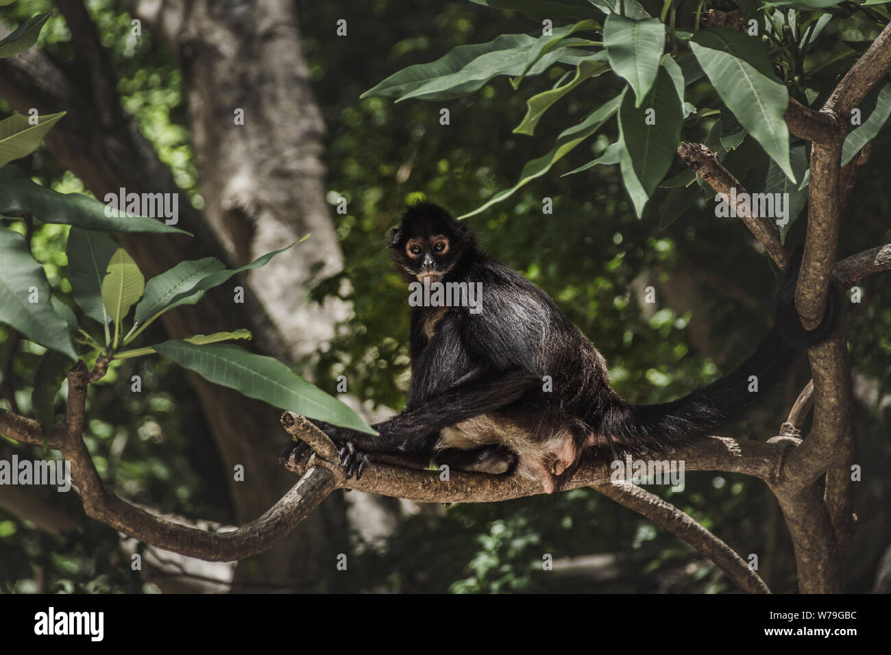 Photograph of a spider monkey in the jungle Stock Photo - Alamy