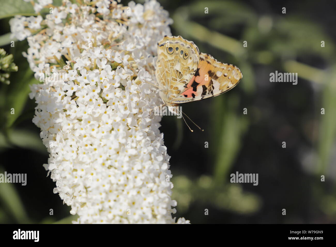 White butterfly bush with butterflies Stock Photo - Alamy