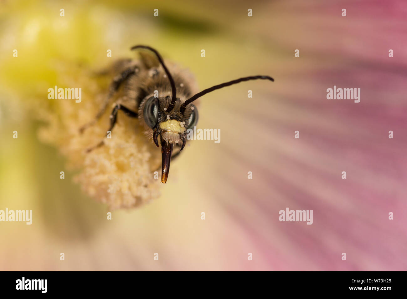 Bee inside a lilly flower Stock Photo - Alamy