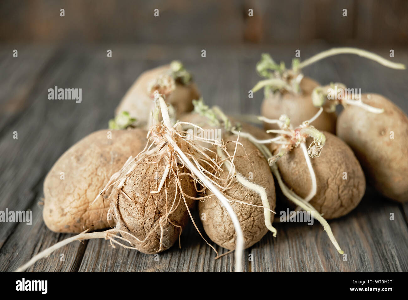 Close up wrinkled root vegetables hi-res stock photography and images ...