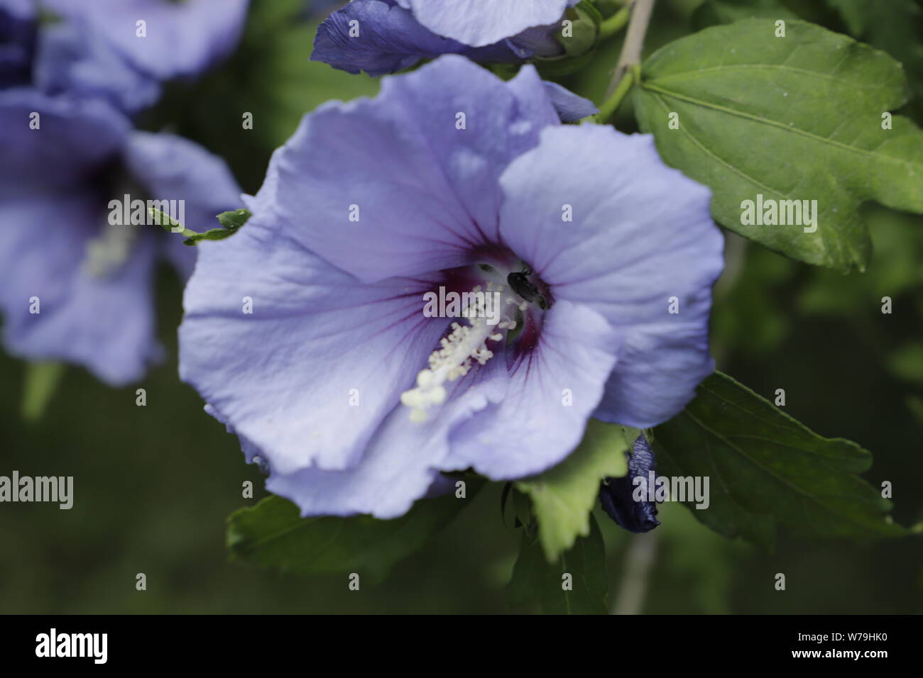 Blue purple Hibiscus flowers Stock Photo - Alamy