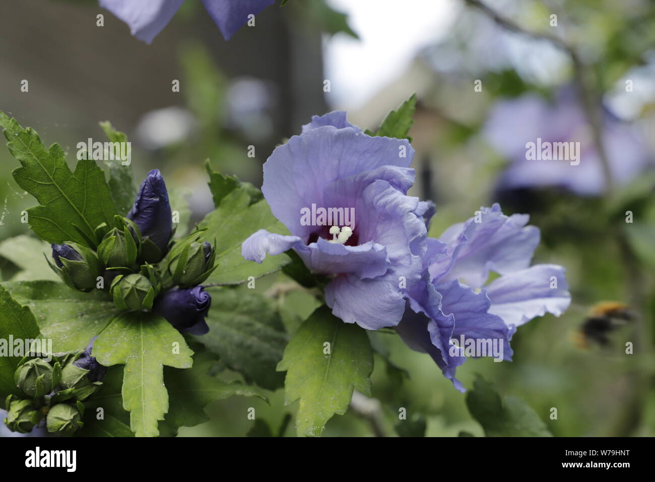 Blue purple Hibiscus flowers Stock Photo - Alamy