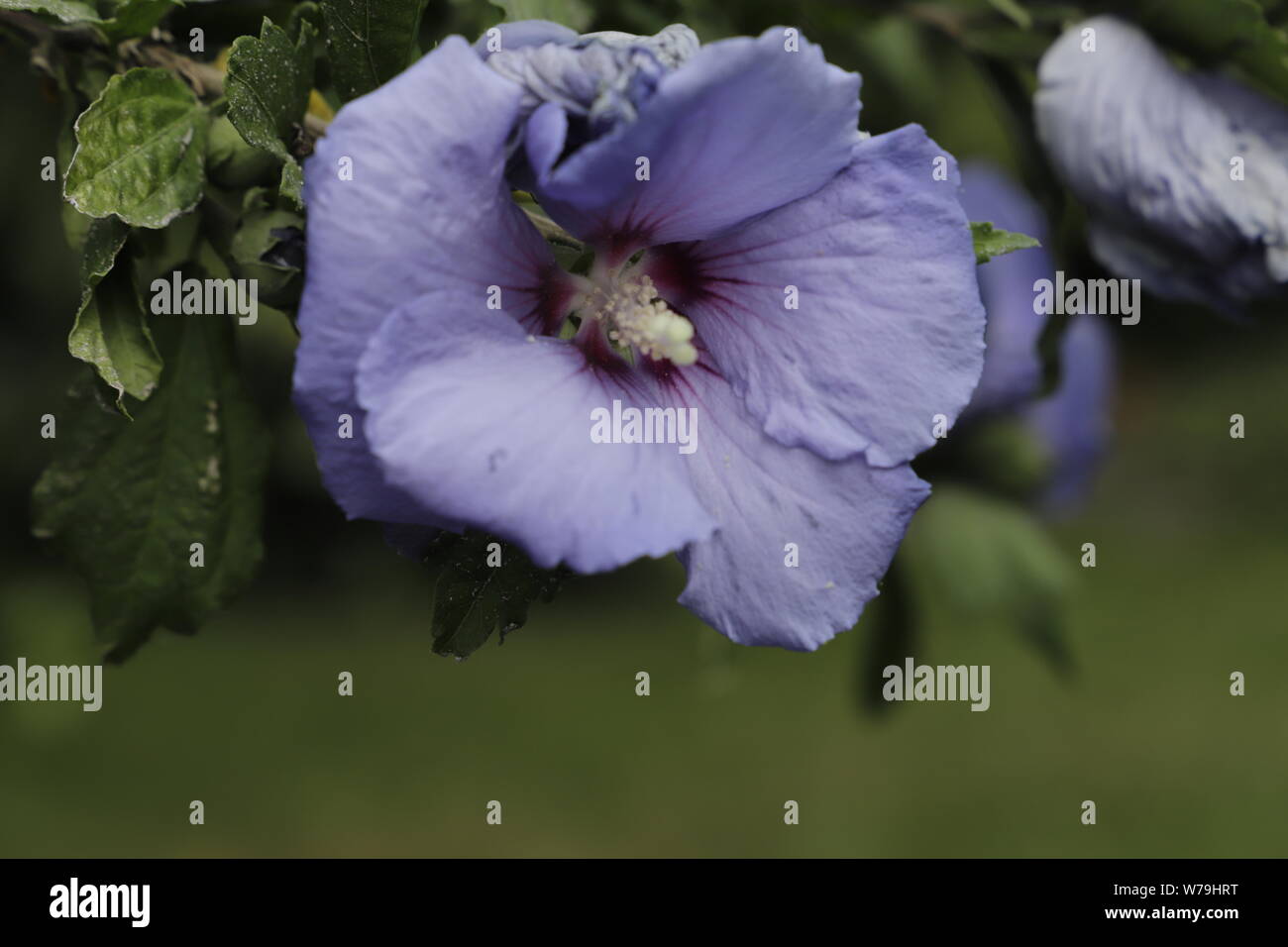 Blue purple Hibiscus flowers Stock Photo - Alamy