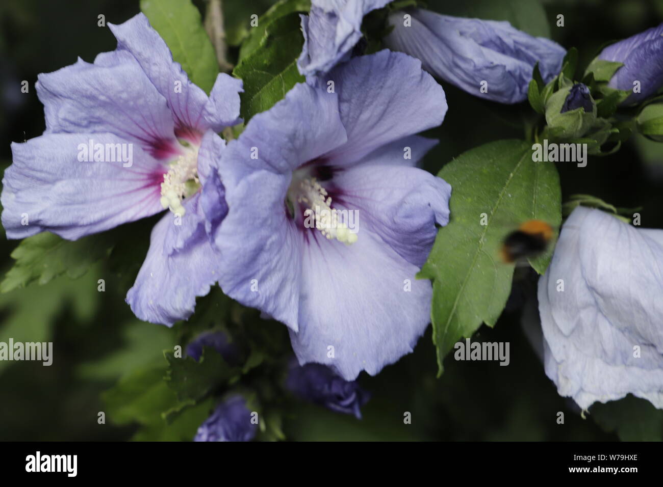 Blue purple Hibiscus flowers Stock Photo - Alamy