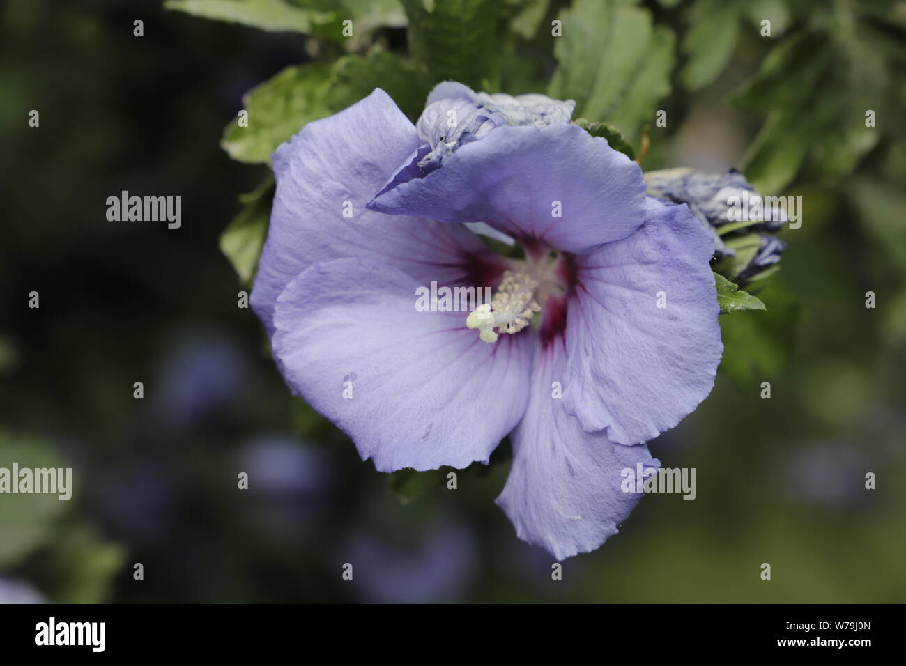 Blue purple Hibiscus flowers Stock Photo - Alamy