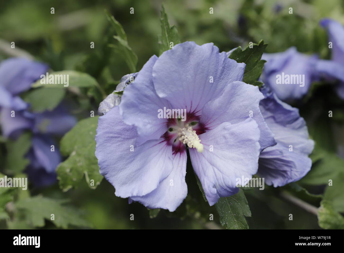 Blue purple Hibiscus flowers Stock Photo - Alamy