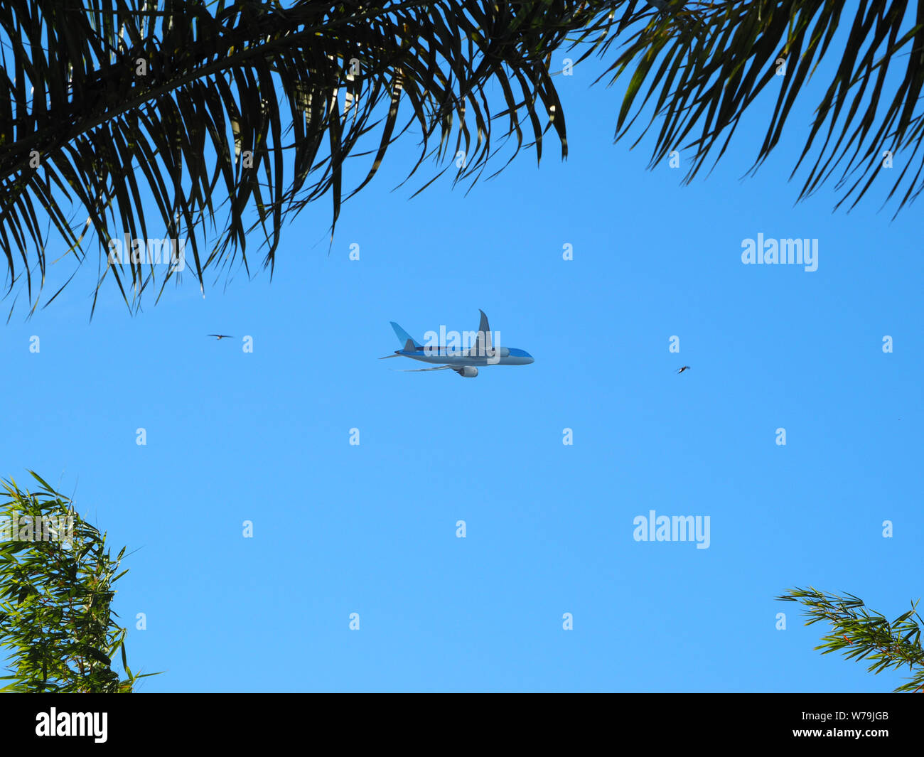 Birds fly in the sky hi-res stock photography and images - Alamy