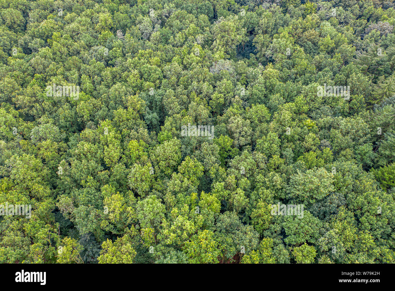 a top view of a green mixed forest Stock Photo - Alamy