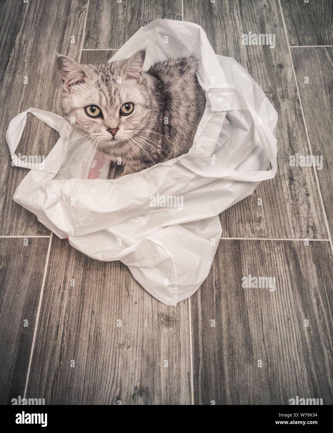home cat in grocery packet Stock Photo - Alamy