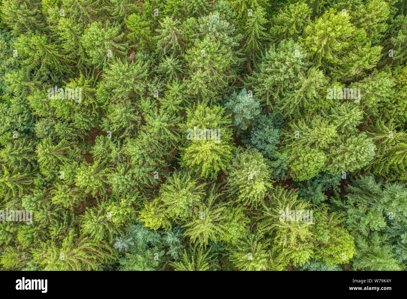 a top view of a green mixed forest Stock Photo - Alamy