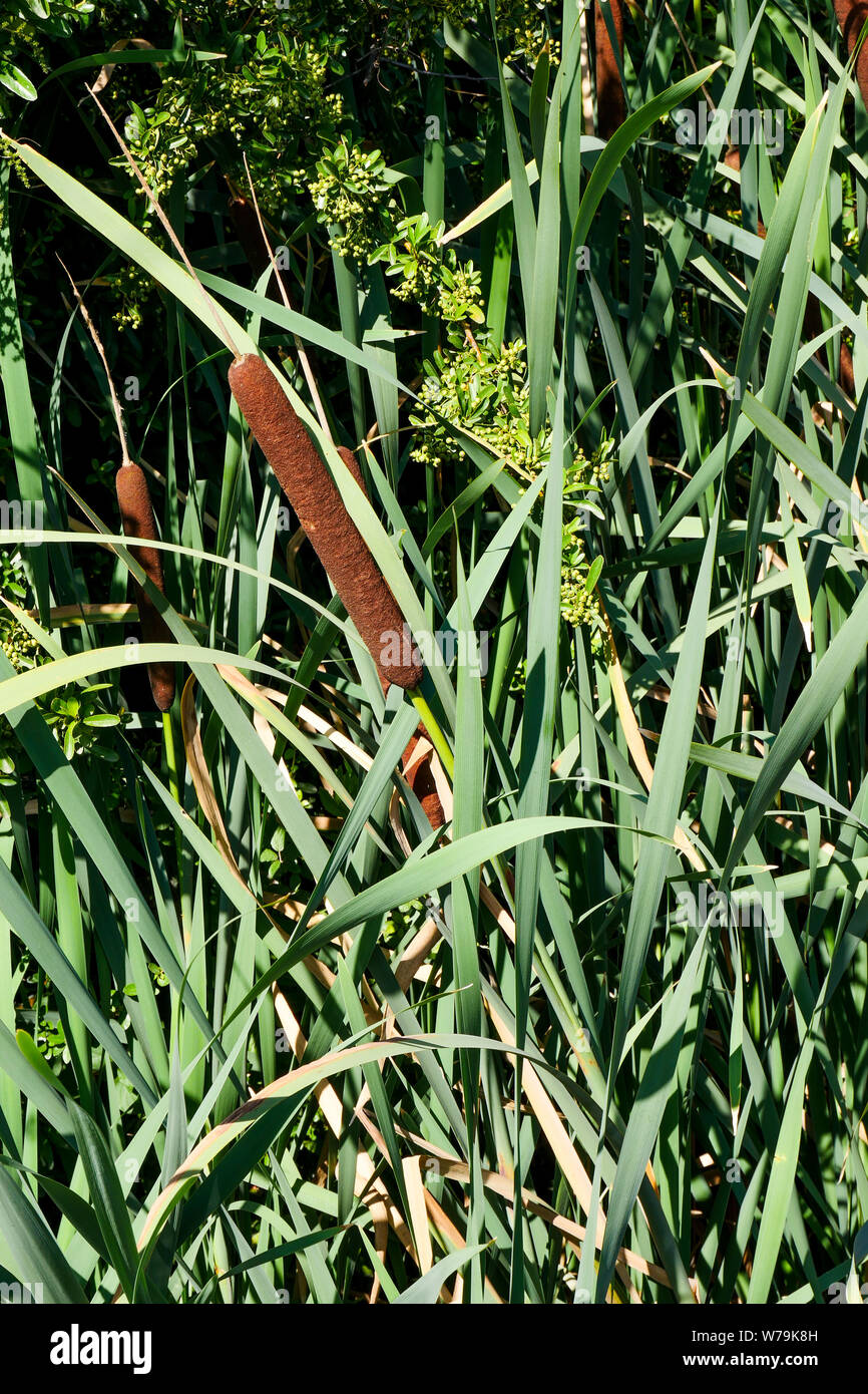 Reeds roseaux hi-res stock photography and images - Alamy