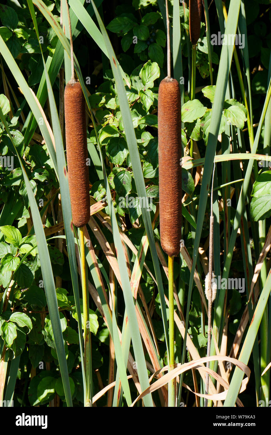 Reeds roseaux hi-res stock photography and images - Alamy
