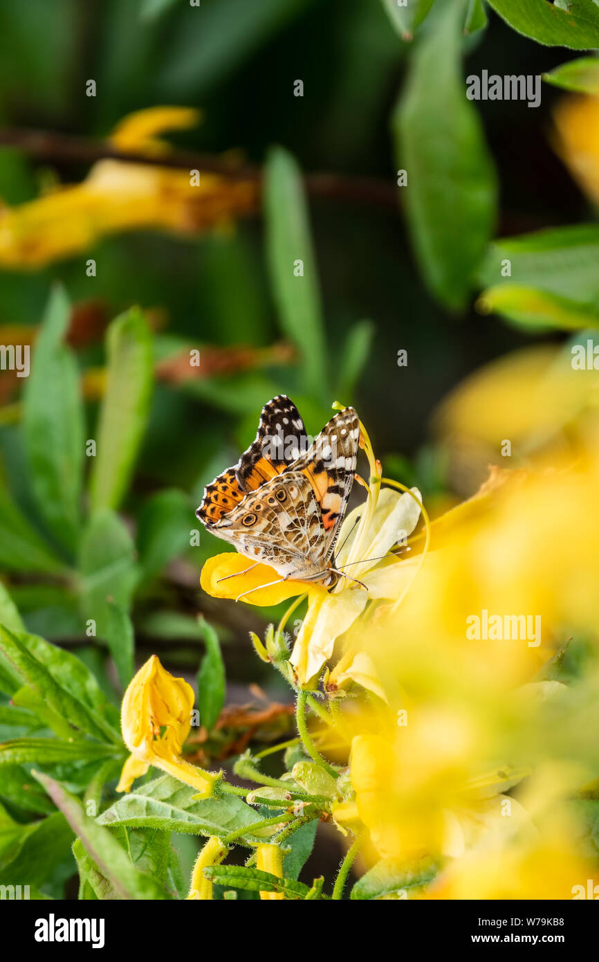 Butterfly Vanessa cardui sits on a yellow flower and drinks nectar with ...