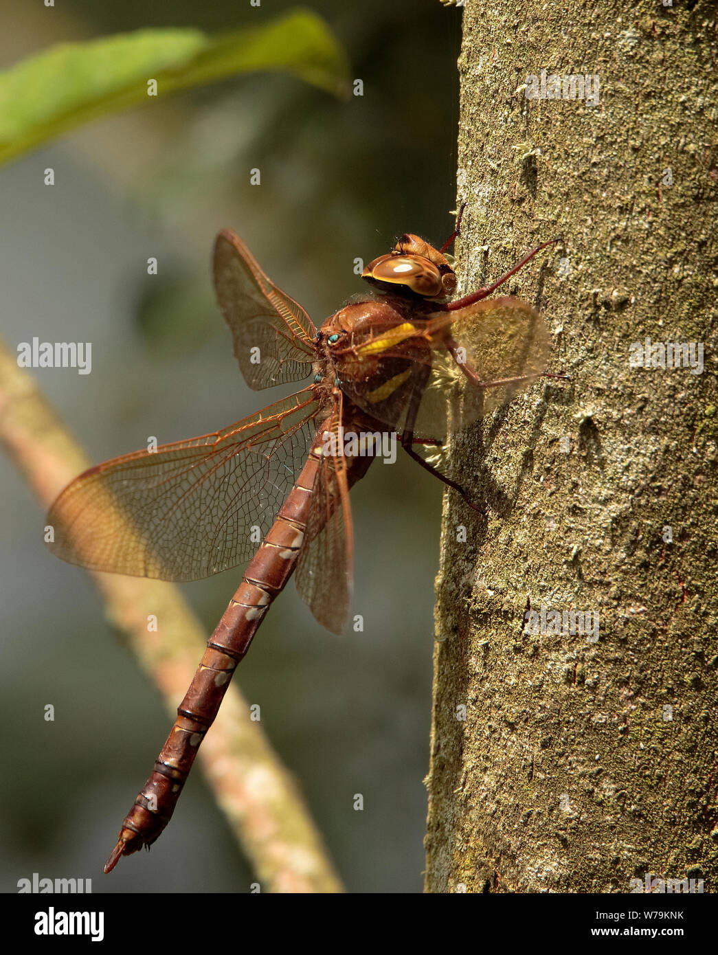 Brown Hawker Dragonfly Stock Photo - Alamy