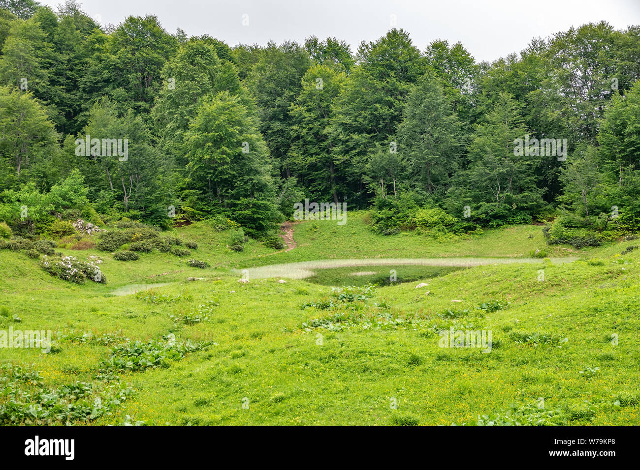 Green meadow and marsh overgrown with sedge surrounded by forest. Sky ...