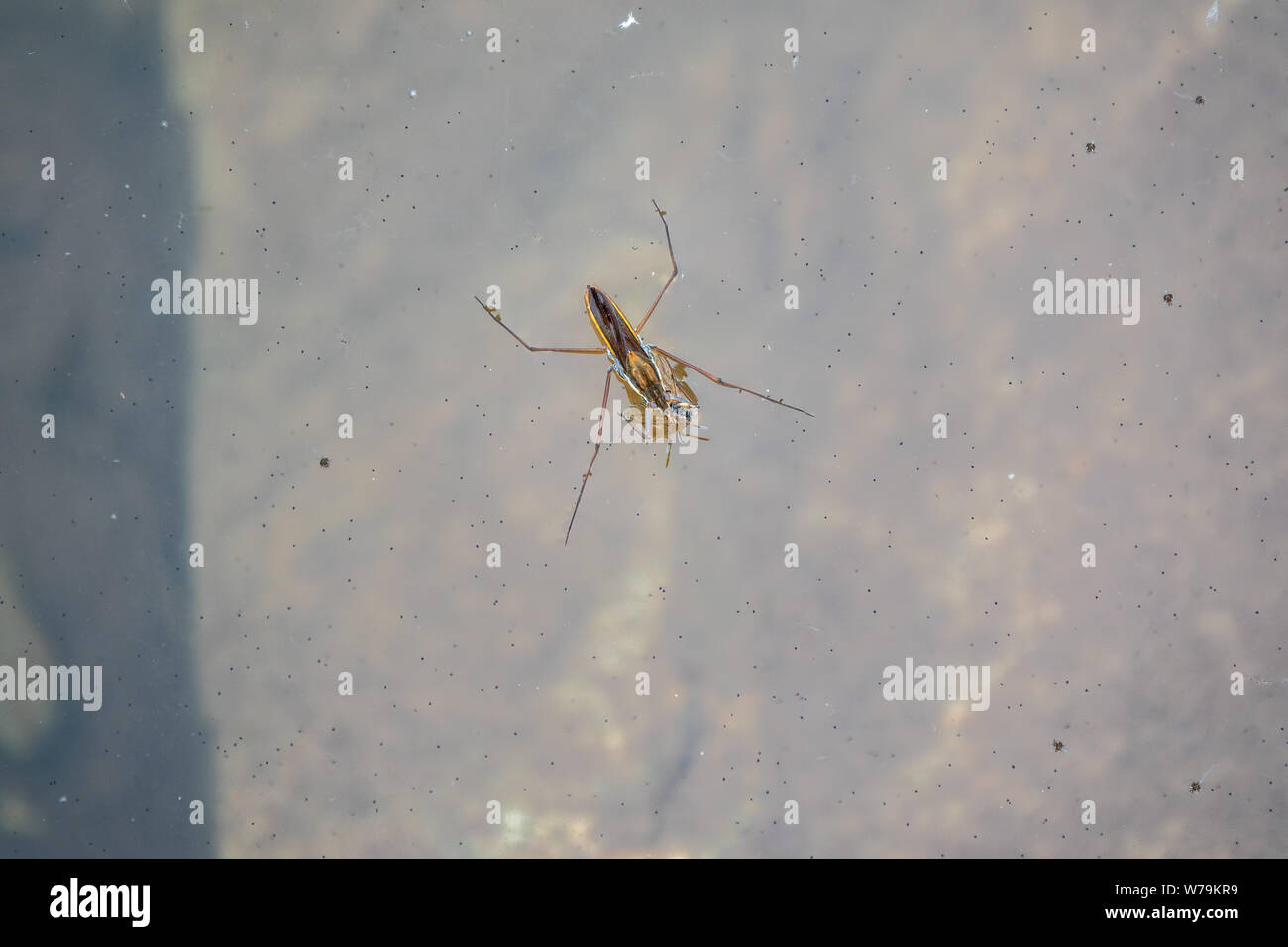 Water Strider Gerridae with prey on the water. The Gerridae are a ...