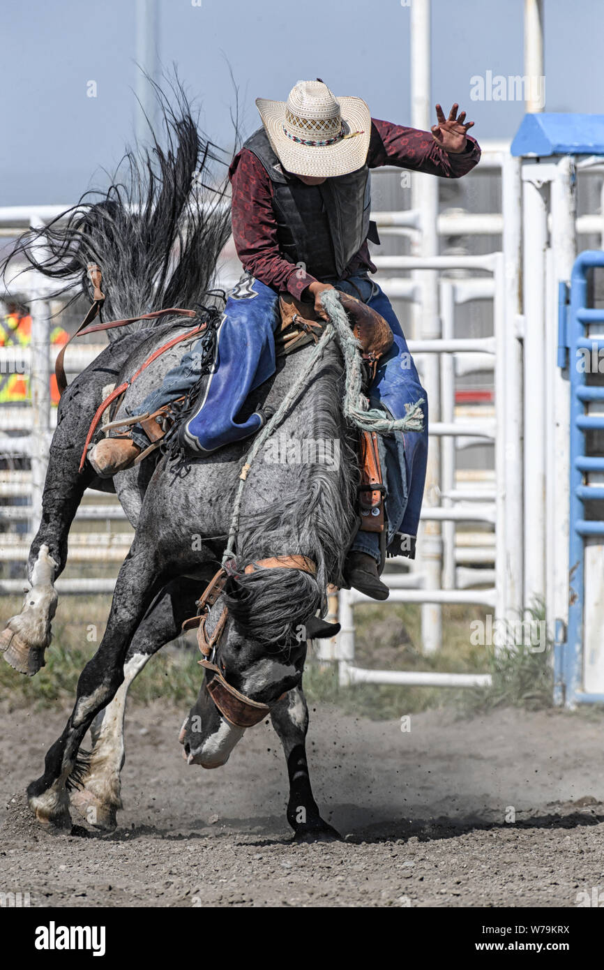 Saddle bronc rider at the Brocket, Piikani Nation Rodeo, Alberta Canada ...