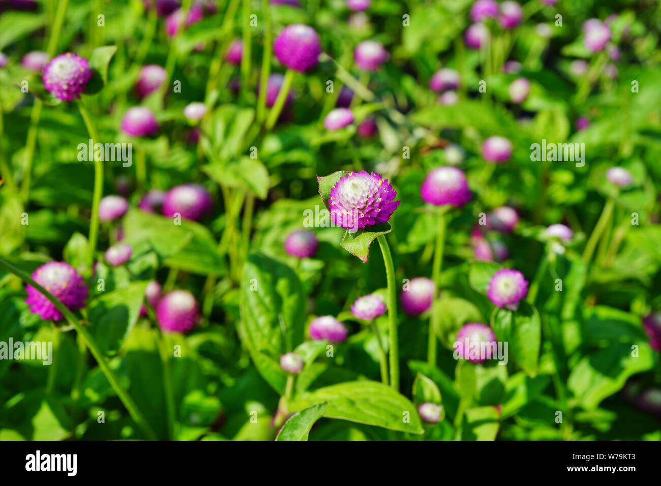 Gomphrena Globosa globe amaranth flowers Stock Photo - Alamy