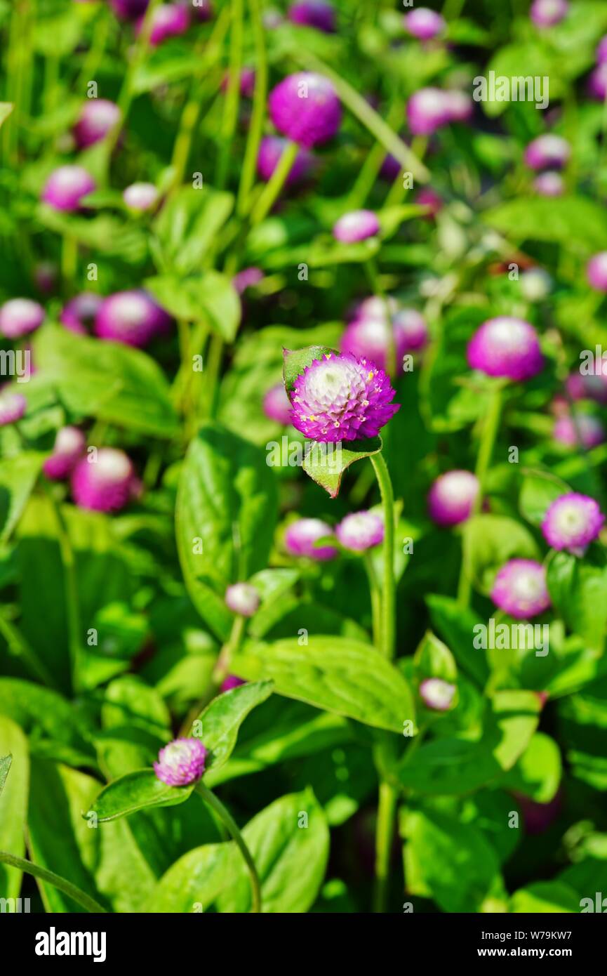 Gomphrena Globosa globe amaranth flowers Stock Photo - Alamy