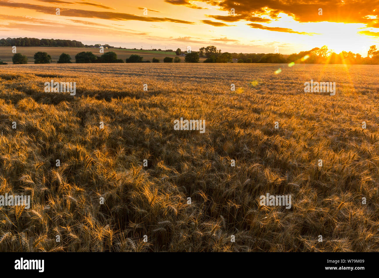 Wheat field at sunset. Suffolk, UK Stock Photo - Alamy