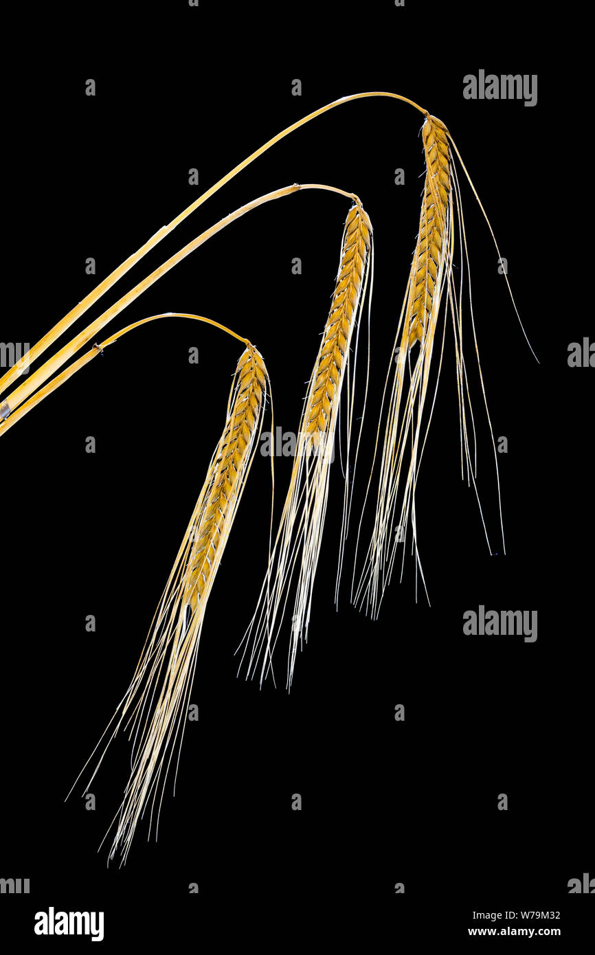 Ears of barley Stock Photo - Alamy