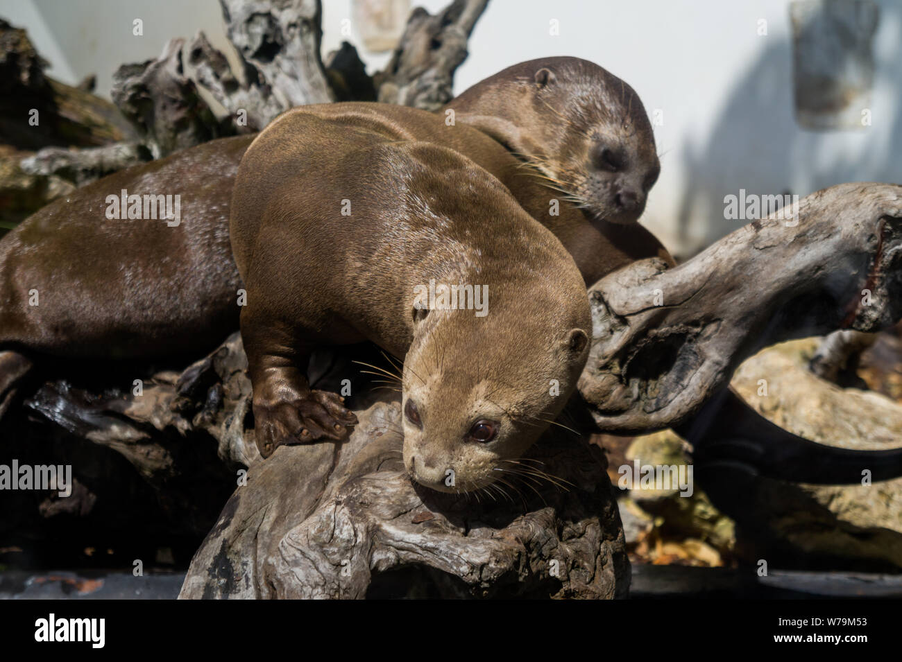 Female sea otters hi-res stock photography and images - Alamy
