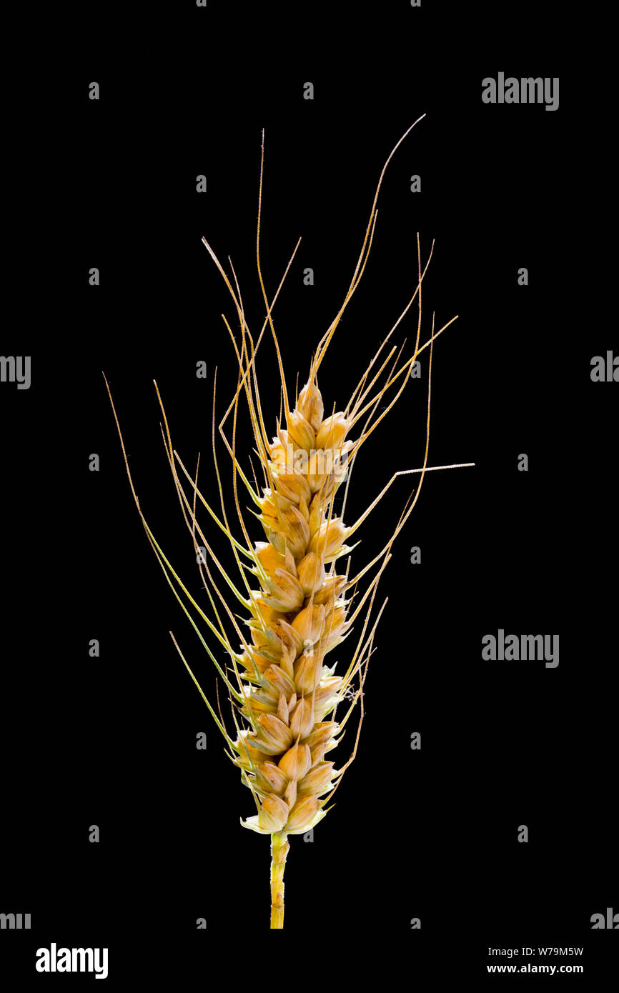 Bearded wheat ear Stock Photo - Alamy