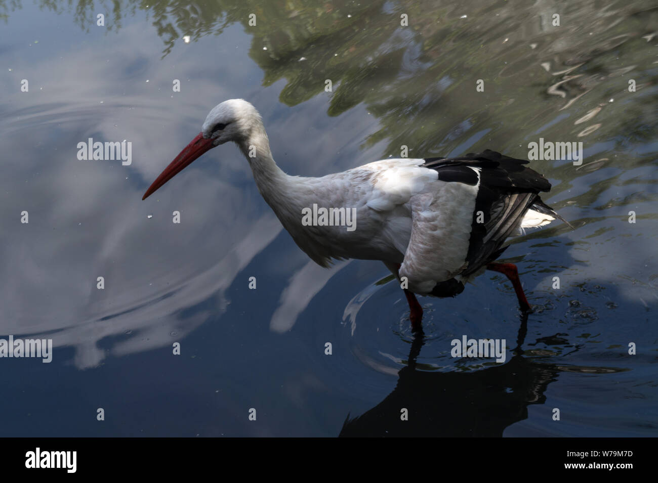White stork in a lake side view Stock Photo - Alamy