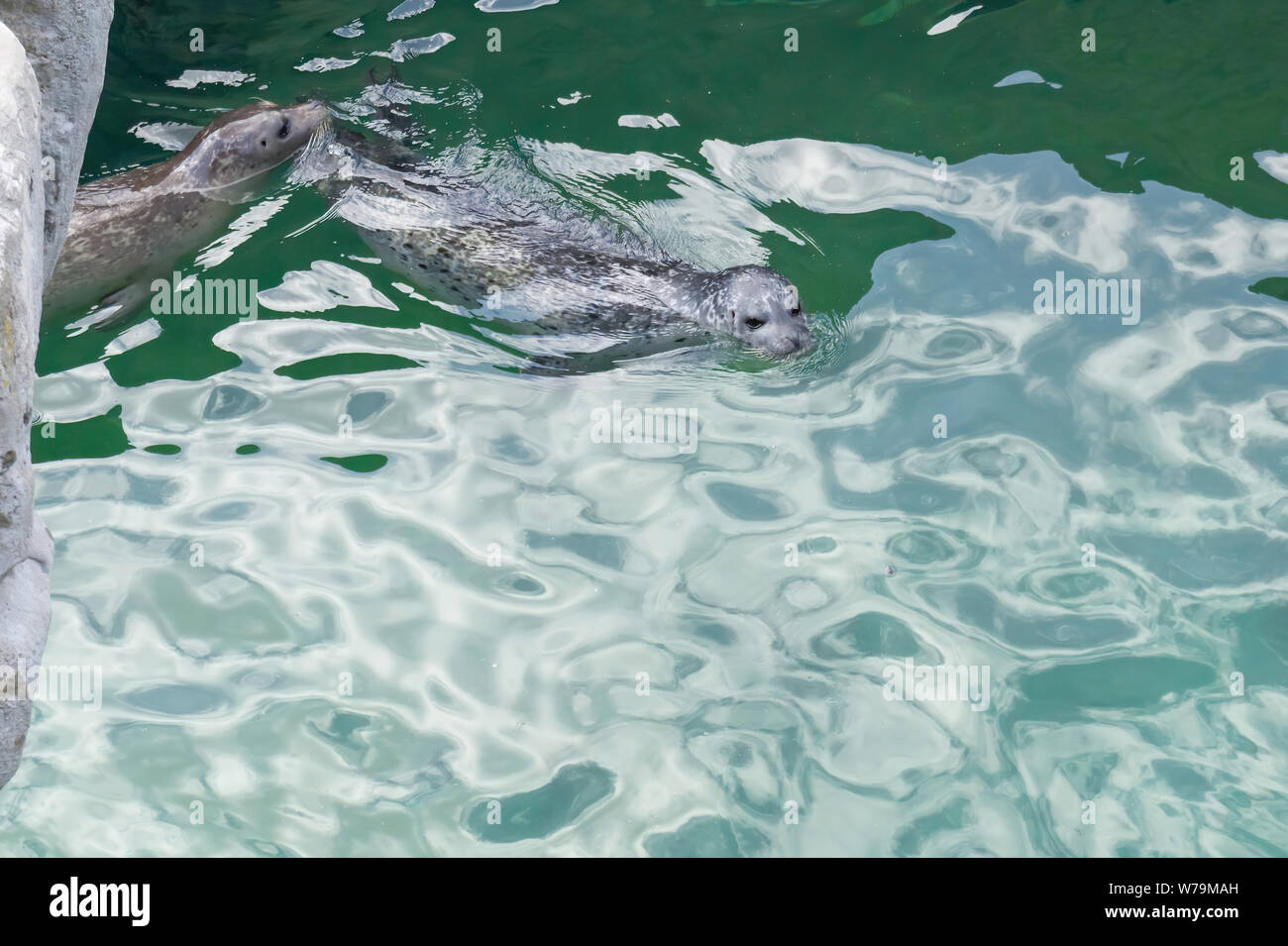 Two seals on surface of the water Stock Photo - Alamy