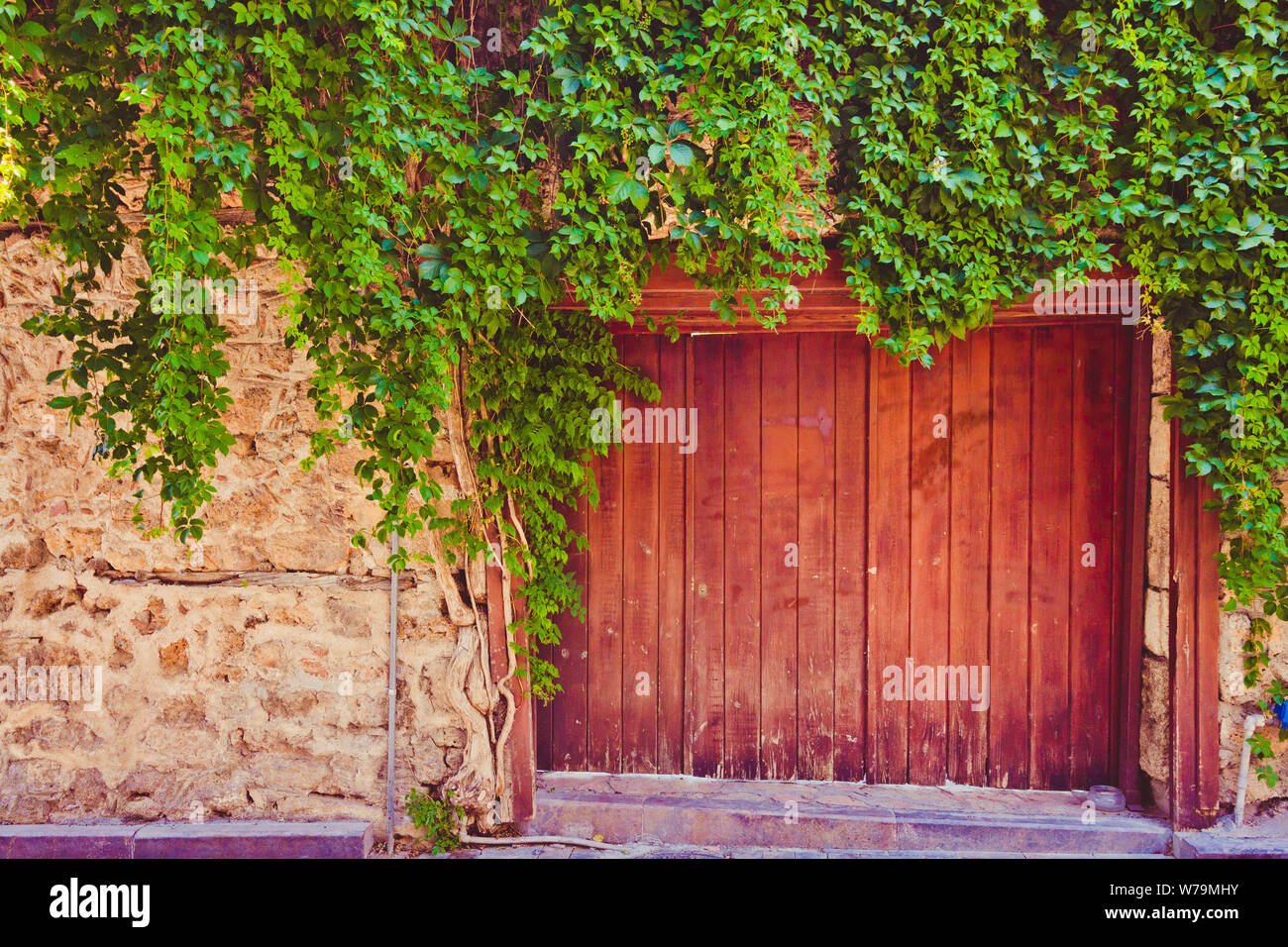 Gates from wooden boards overgrown with plants. The gates serve as a ...