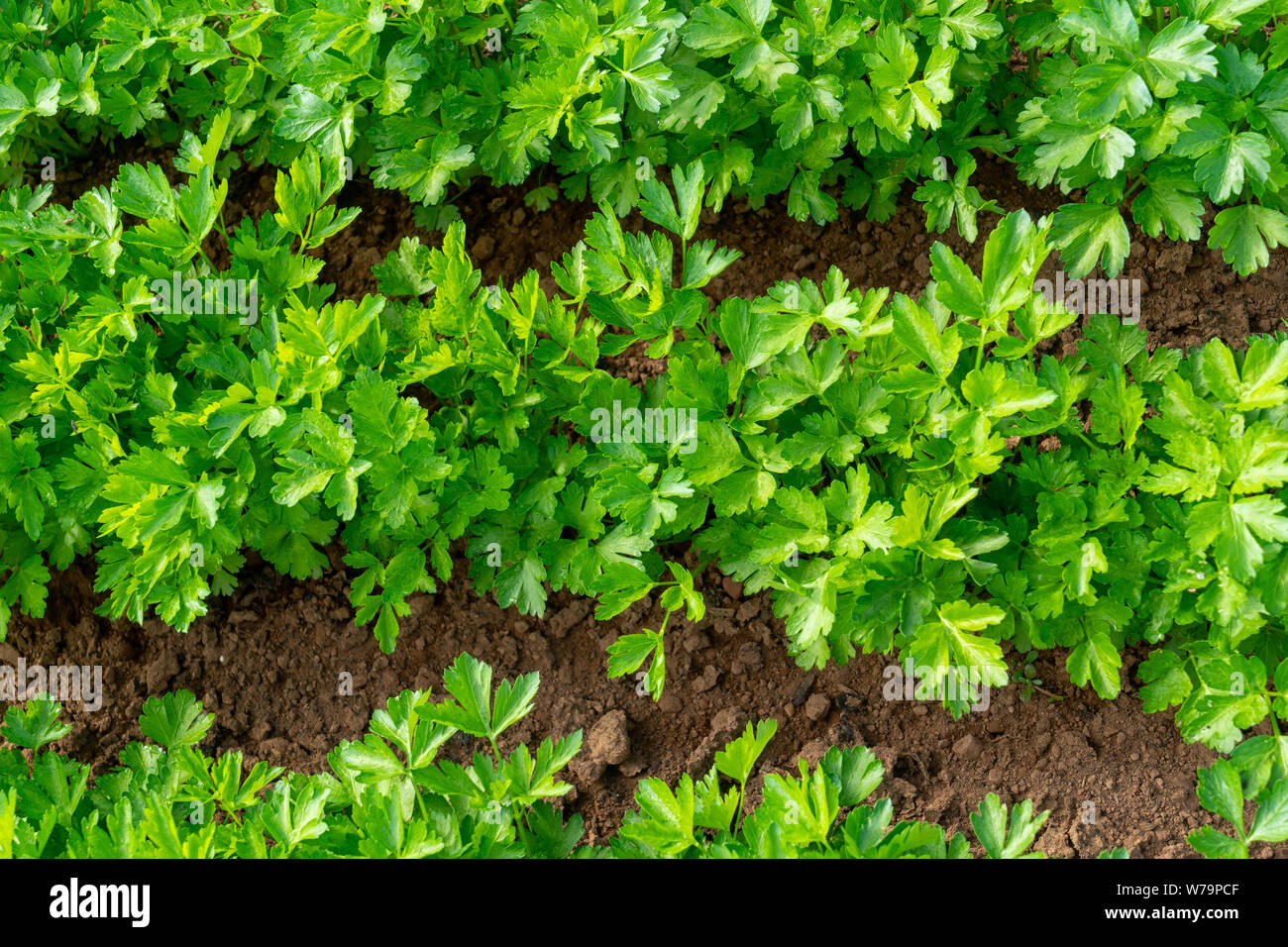 Flat Italian parsley growing in rows Stock Photo - Alamy
