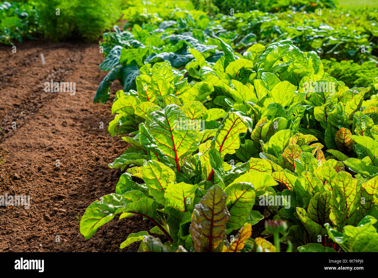 Leafy vegetables hi-res stock photography and images - Alamy
