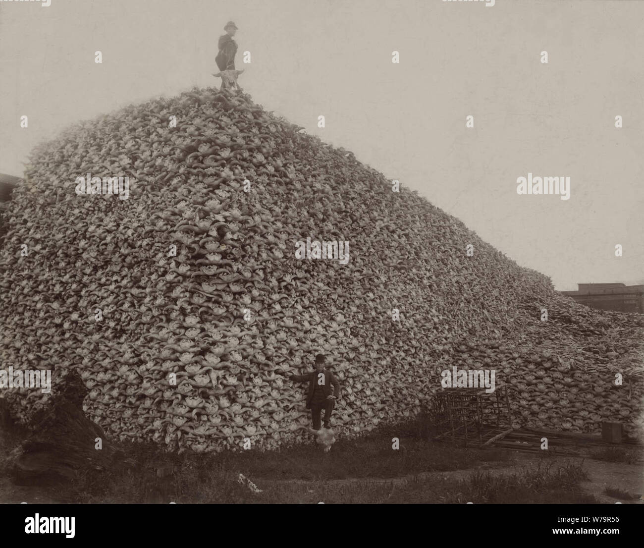 Bison educational photo hi-res stock photography and images - Alamy