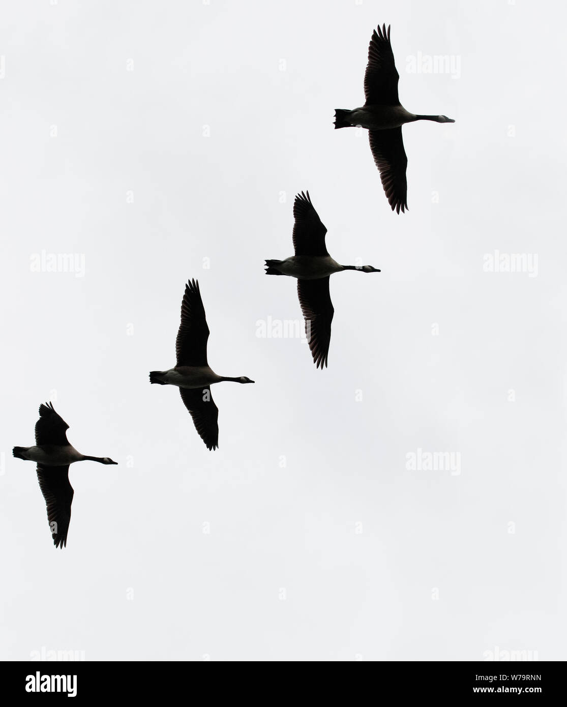 Canada geese flying overhead hi-res stock photography and images - Alamy