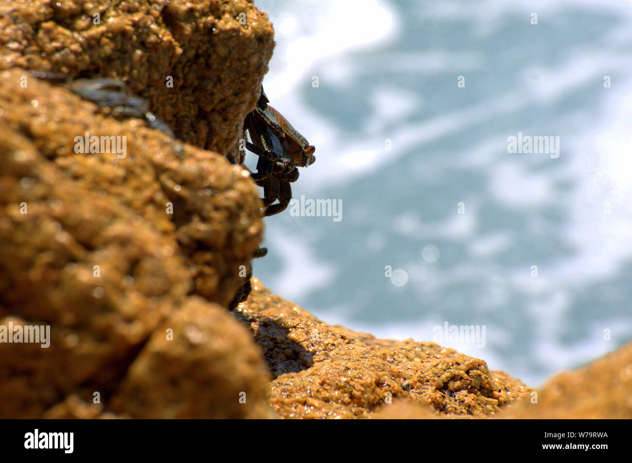Sea crab peeks from rocks by the ocean Stock Photo - Alamy
