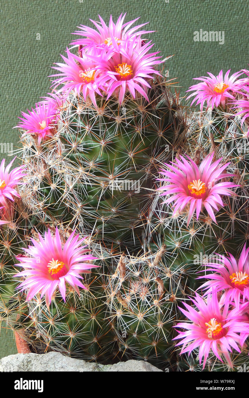 Cactus Escobaria vivipara with flowers from Texas - United States Stock ...