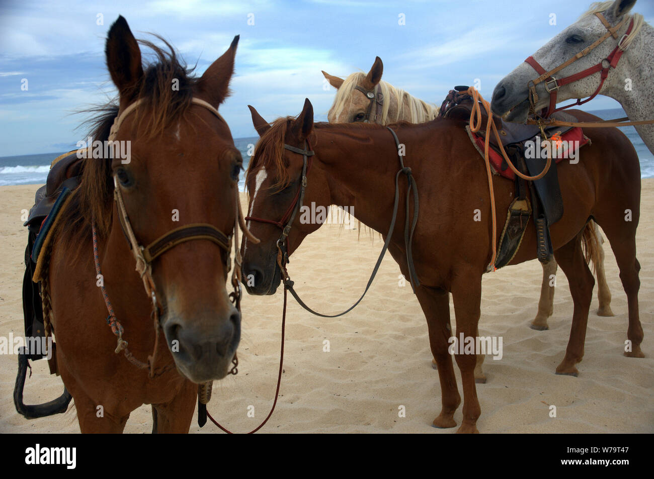 Playa caballo hi-res stock photography and images - Alamy