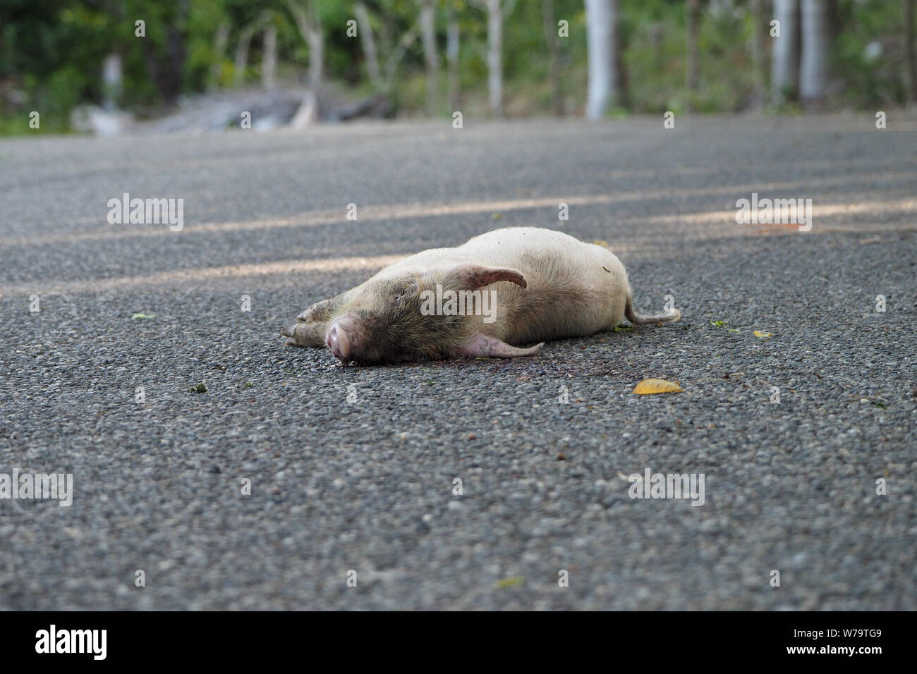 Pig lying down hi-res stock photography and images - Alamy