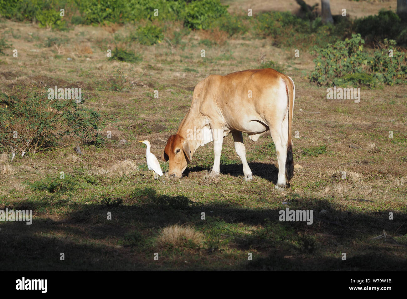 Calf eating grass field green hi-res stock photography and images - Alamy