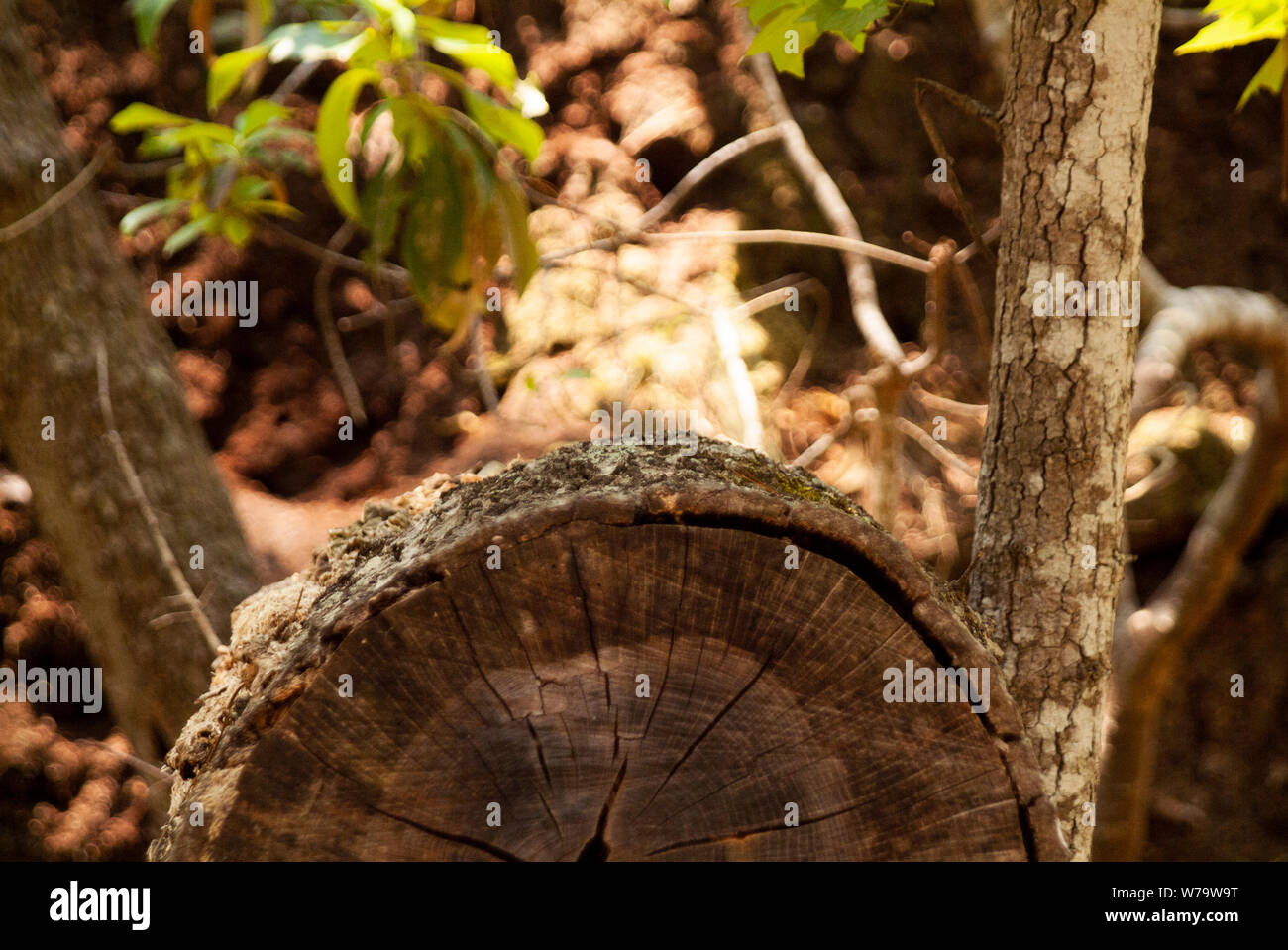 BOILER ROOM: A hiking expedition on Battery loop trail of Wormsloe ...