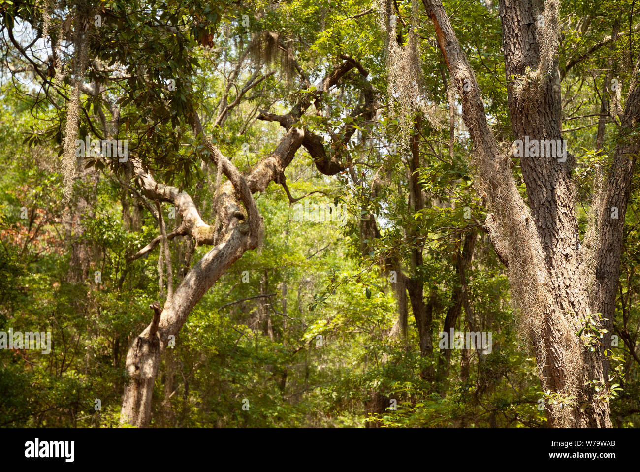 BOILER ROOM: A hiking expedition on Battery loop trail of Wormsloe ...