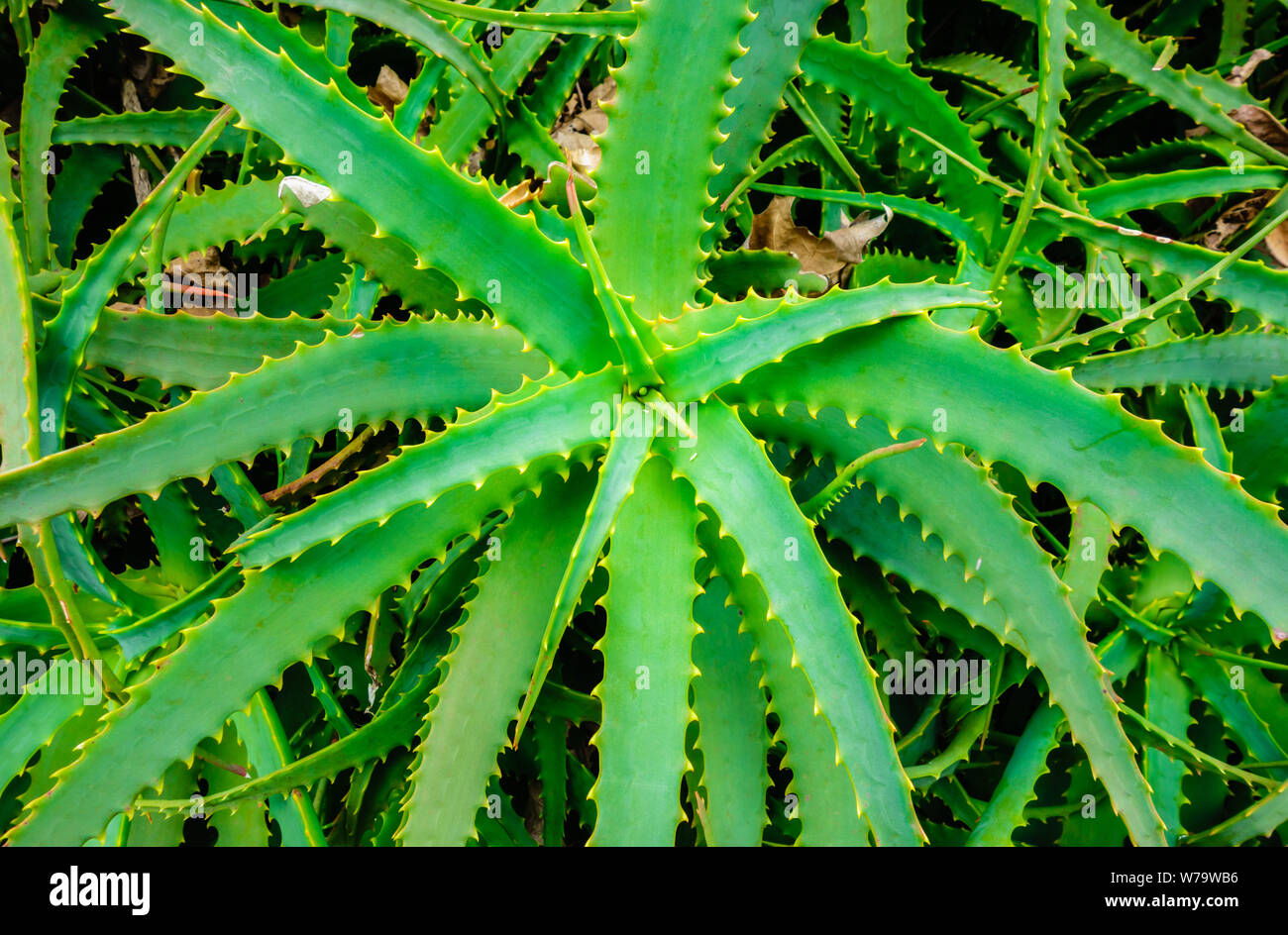 Wild aloe vera hi-res stock photography and images - Alamy