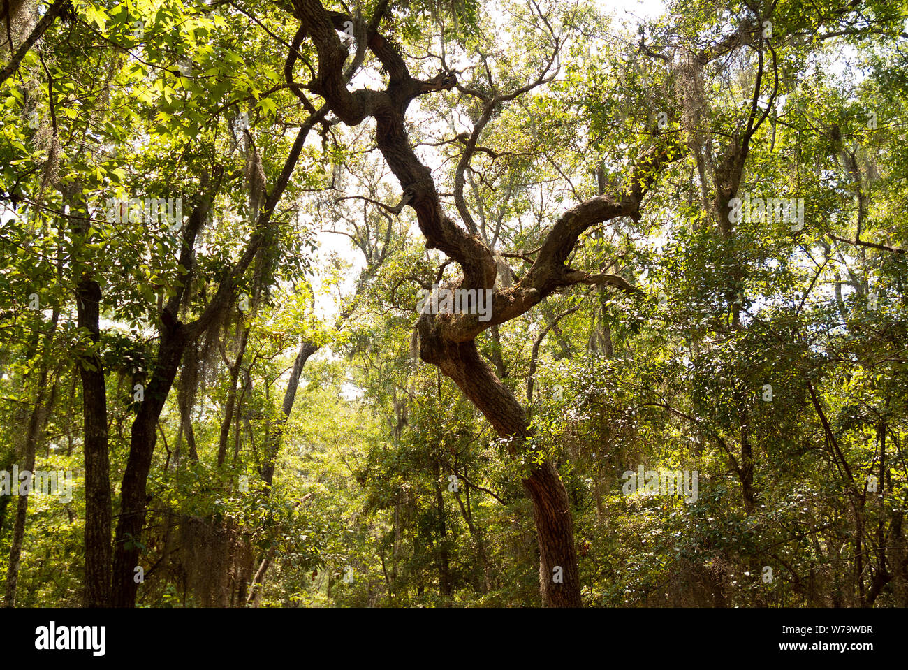 BOILER ROOM: A hiking expedition on Battery loop trail of Wormsloe ...