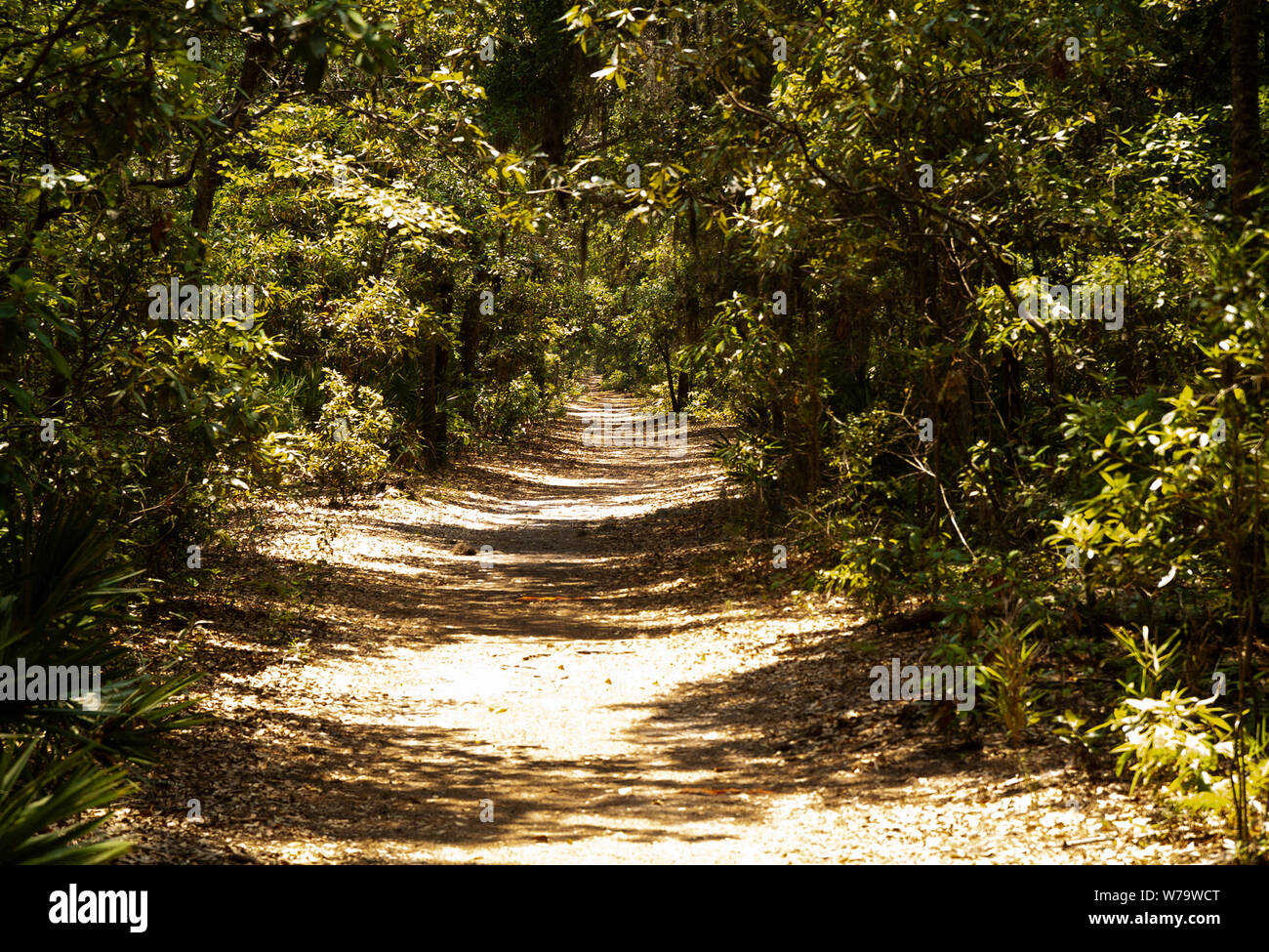 BOILER ROOM: A hiking expedition on Battery loop trail of Wormsloe ...