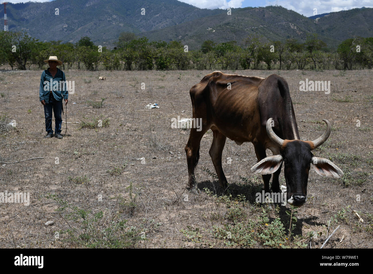 Drought stricken cows hi-res stock photography and images - Alamy