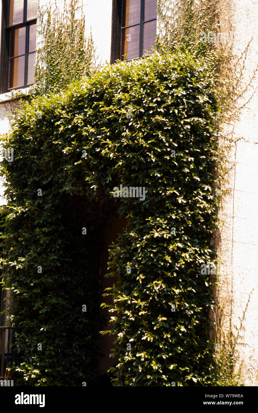 BUSH LEAGUE: Vines consume and grow along the side of an apartment ...