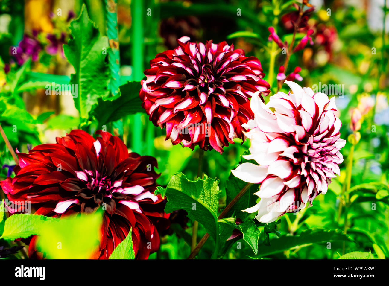 Dahlia lifestyle hi-res stock photography and images - Alamy