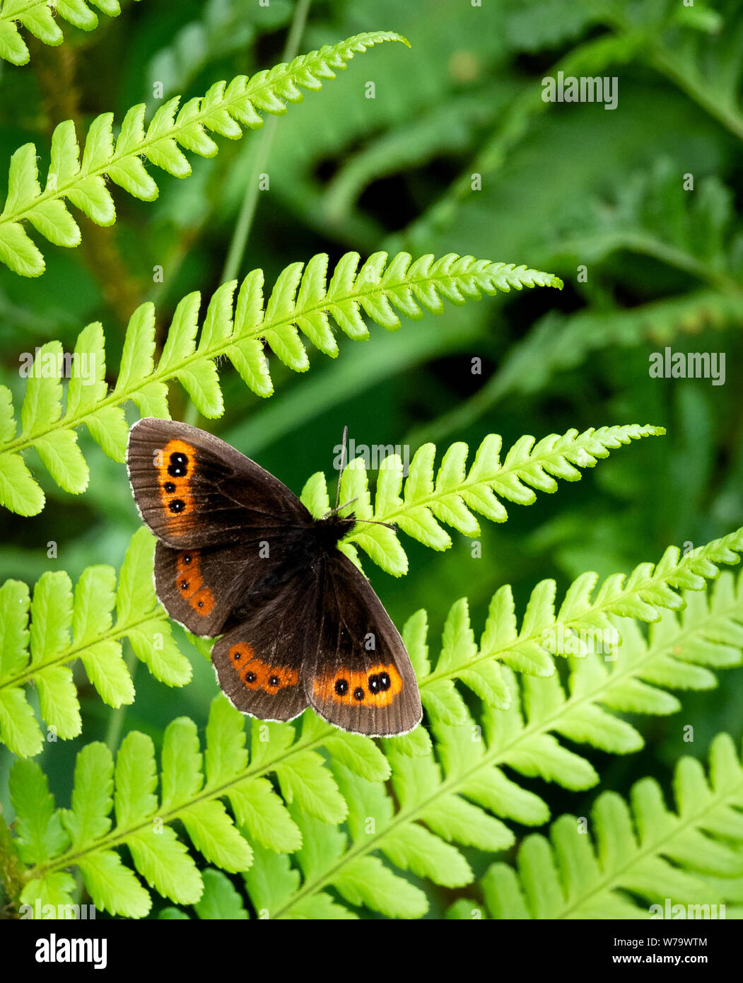Scotch argus butterfly Erebia aethiops female resting on bracken at ...