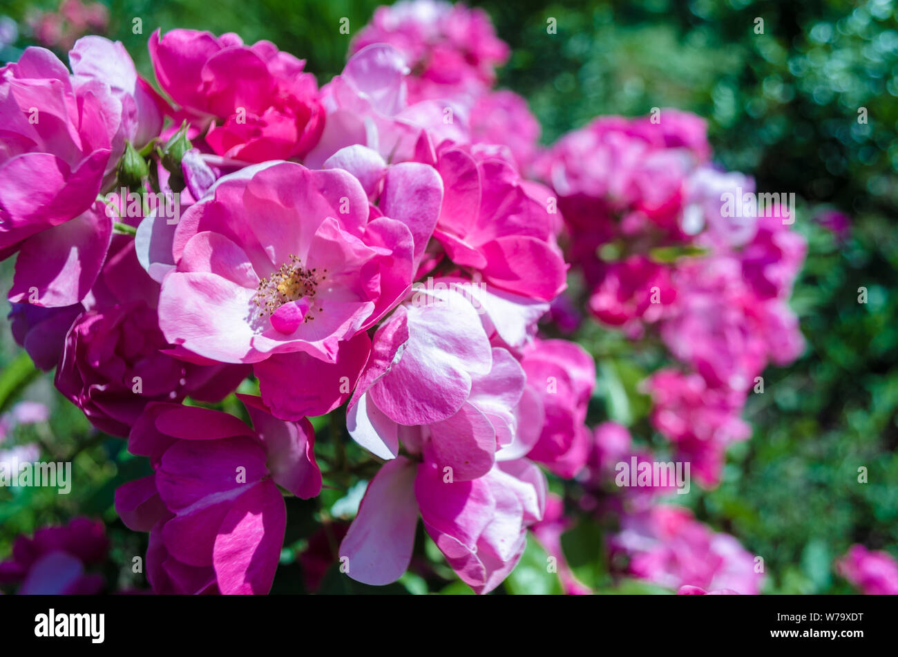 Bush of a fluffy pink roses in sunny day. Romantic florets on blurred ...