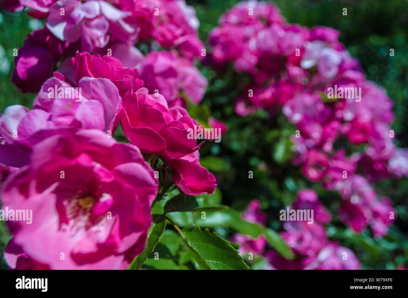 Very full blooms hi-res stock photography and images - Alamy